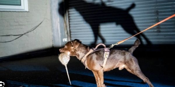 Terriers Helping Cities